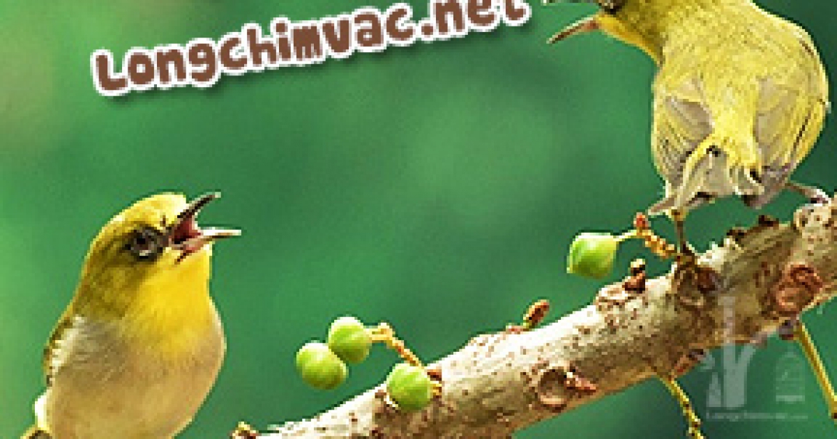 Phân biệt vành khuyên trống, mái bằng hình ảnh