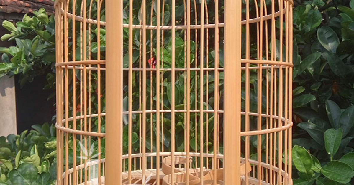 Lồng Họa mi Tứ Xuyên