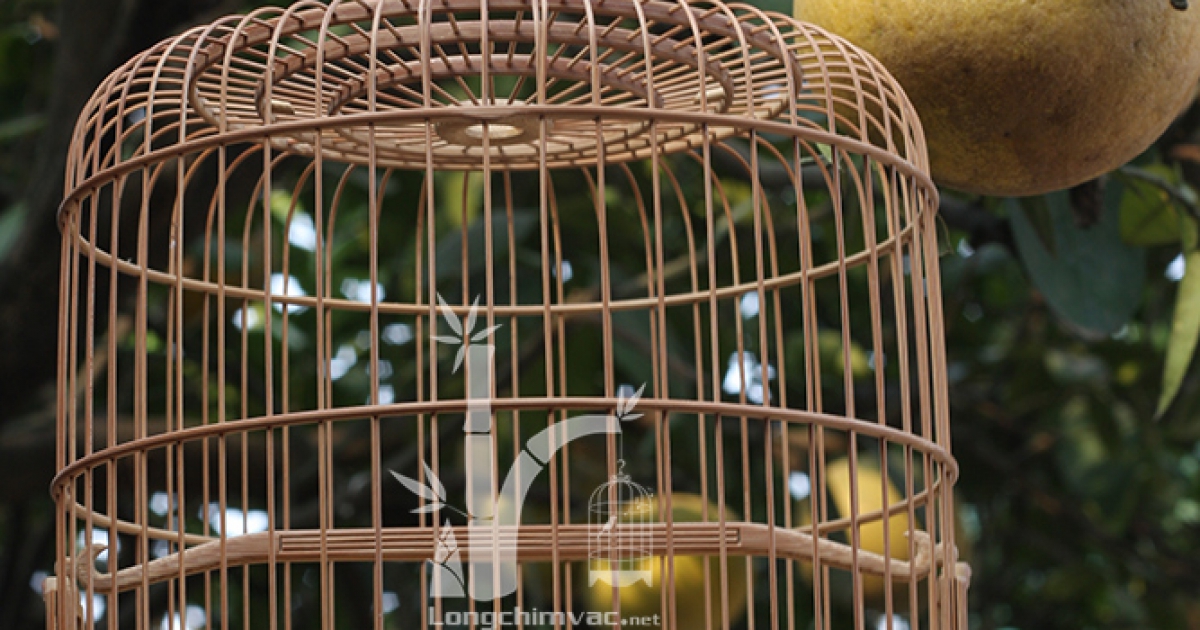 Lồng khuyên polung đẹp